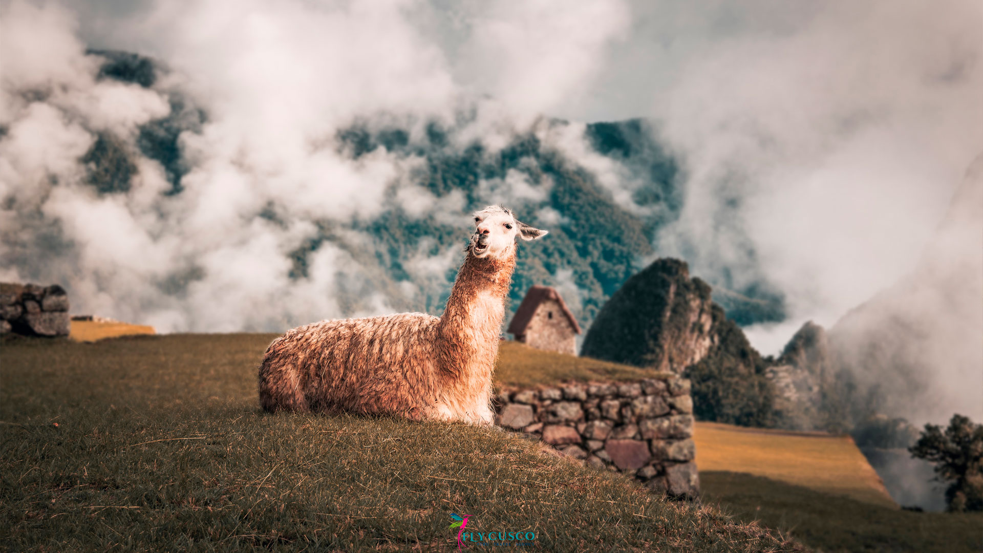 Blog | La Gran Biodiversidad Machupicchu | Peru Vip Travel
