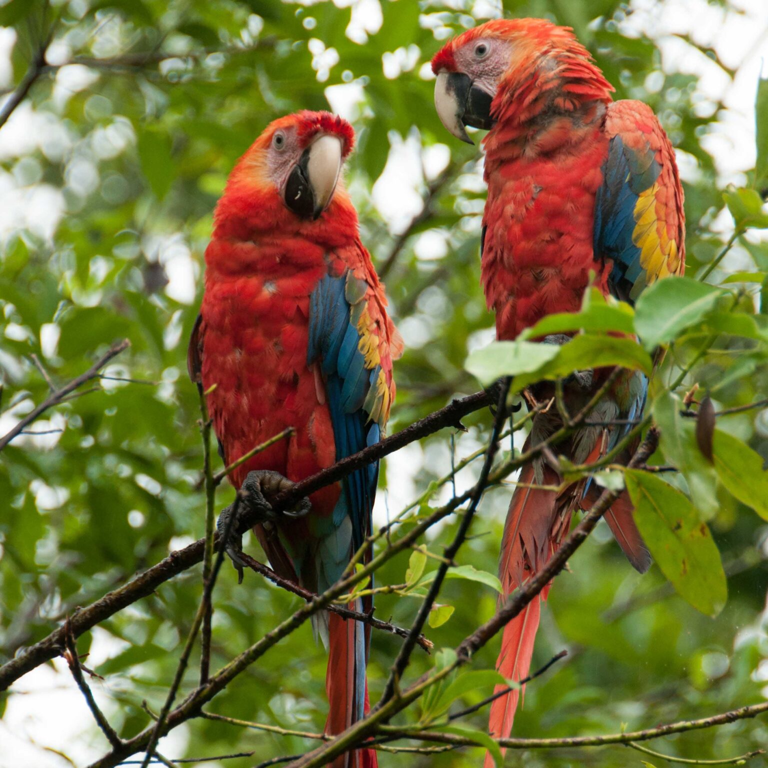 Blog | 6 Reasons why you should visit Manu National Park. | PVT